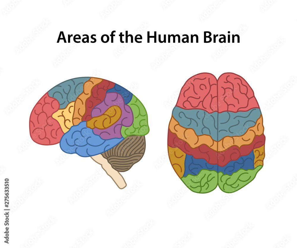 Functional areas of the Cerebral Cortex. Lateral and superior views of ...