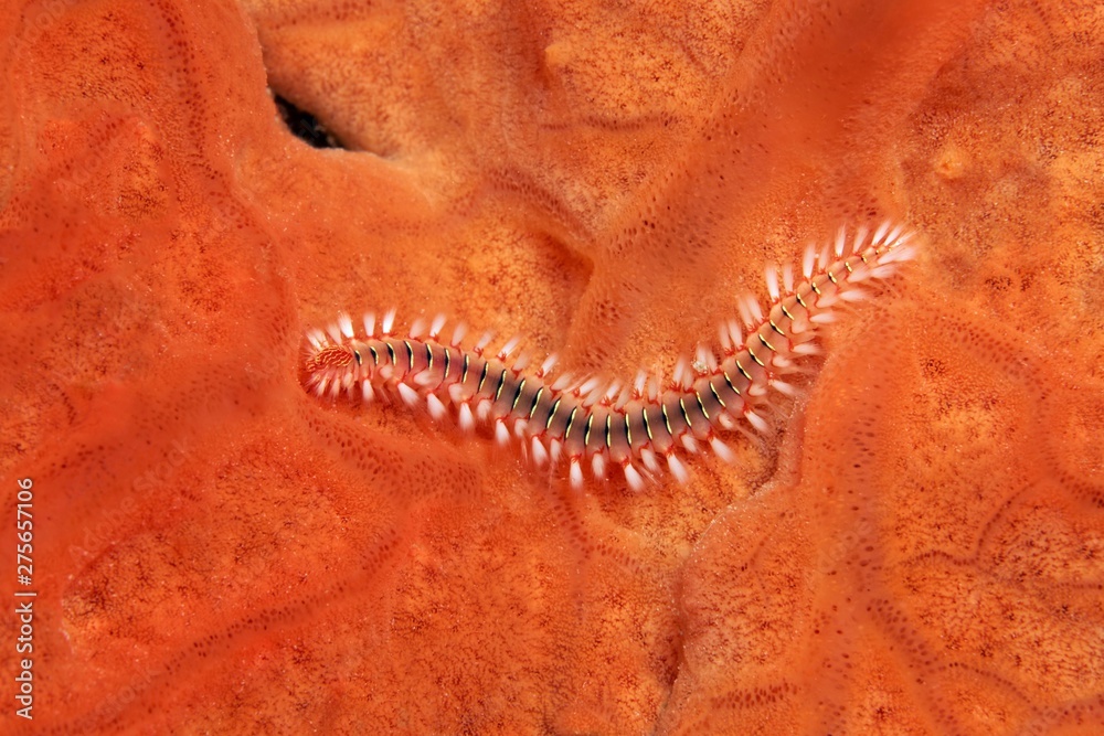 Bearded fireworm (Hermodice caruncalata) on Encrusting orange sponge ...