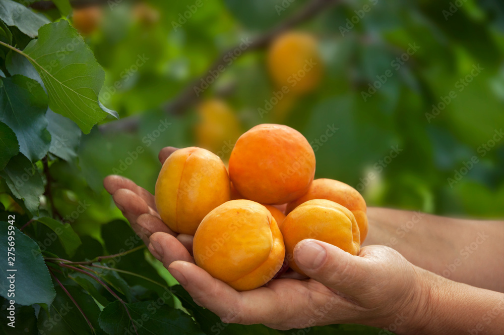 Stock-Foto „Closeup of the hand of a woman picking apricots from a tree ...