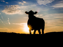 Cow Sunset Silhouette Free Stock Photo - Public Domain Pictures