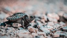 Baby Snapping Turtle On Rock Free Stock Photo - Public Domain Pictures