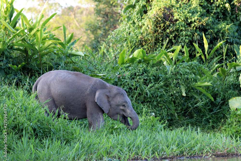 Borneo pygmy elephants (Elephas maximus borneensis) - Borneo Malaysia ...