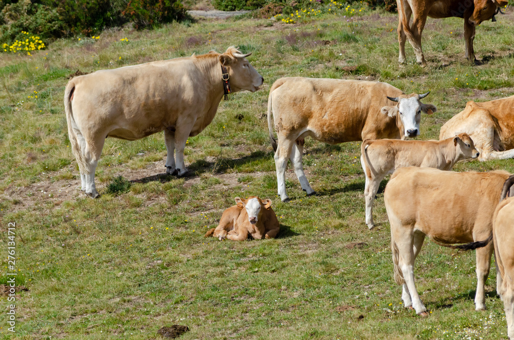 Vacas de raza Barrosá en la cima de la Serra do Larouco. Montalegre ...
