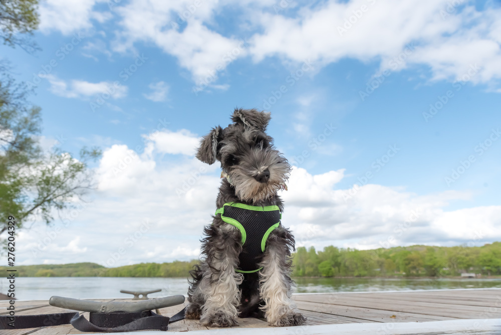 wide angle portrait of miniature schnauzer pup with soft focused ...