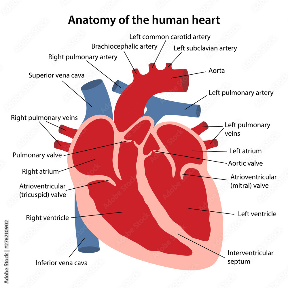เวกเตอร์ Stock Anatomy of the human heart. Cross sectional diagram of ...