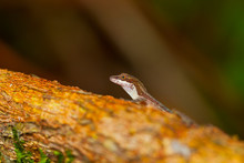 Costa Rica Gecko Free Stock Photo - Public Domain Pictures