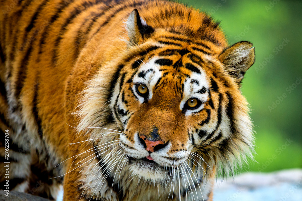 Siberian tiger portrait. Aggressive stare face meaning danger for the ...