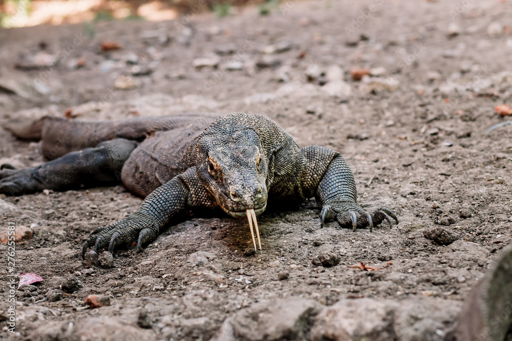 Komodo Dragons at the National Park, Indonesia. Large reptile having ...