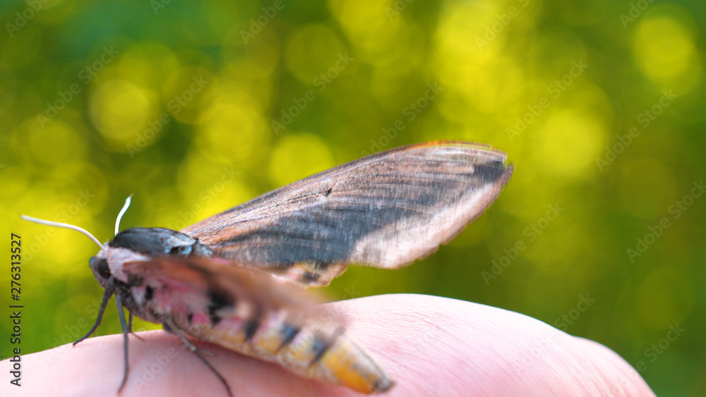 On a sunny day in the forest in nature, a butterfly (hawk moth) sits on ...