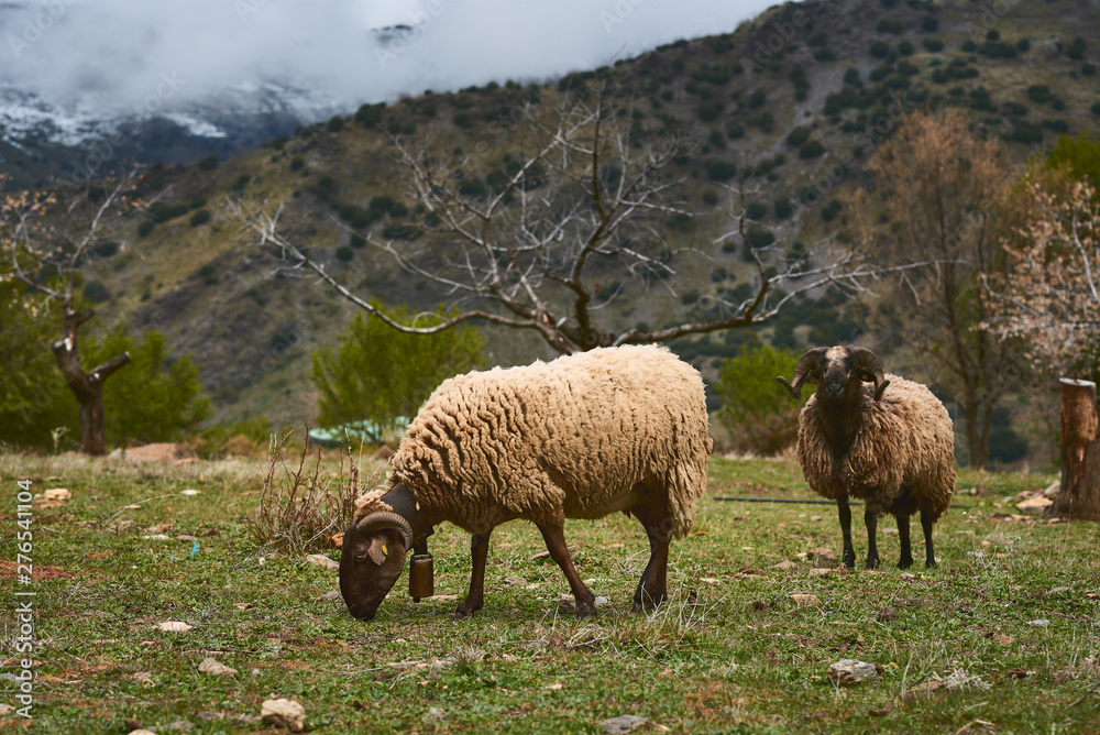Cabras o ovejas pastando en un bonito prado con montañas nevadas de ...