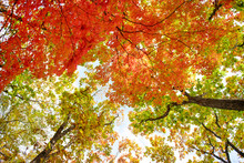 Trees Autumn Canopy View Free Stock Photo - Public Domain Pictures