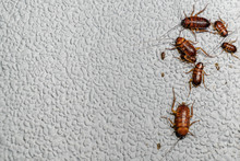 Grey Cockroach Free Stock Photo - Public Domain Pictures