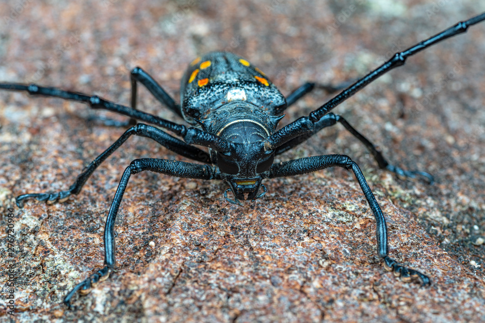 Batocera frenchi, a large longicorn beetle with spectacular orange ...