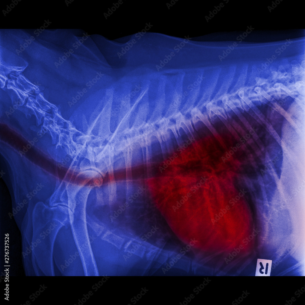 X-ray of dog lateral view closed up in thorax and chest with red ...