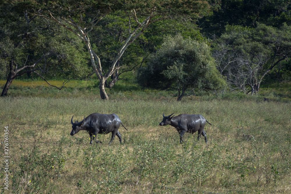 A pair of buffalo on their natural habitat, Savanna Bekol, Baluran ...