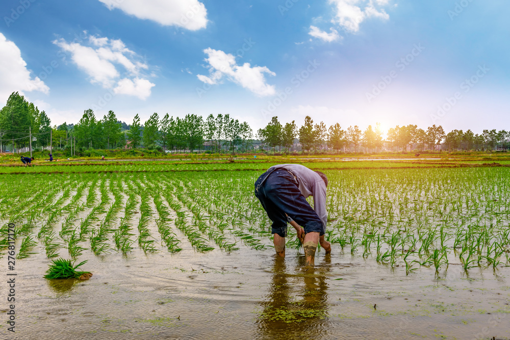 Asian farmer transplanting rice seedlings in the paddy field with ...