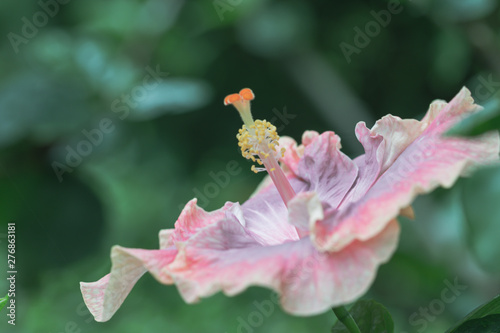 Caribbean Flowers And Their Names | Best Flower Site