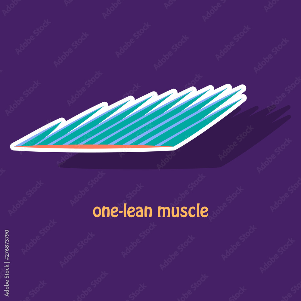 Sticker of Structure Skeletal Muscle Anatomy Stock Vector | Adobe Stock