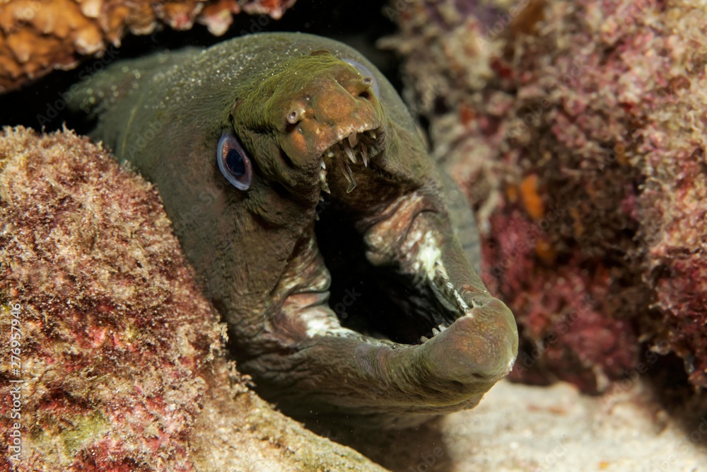 Panamic green moray eel or chestnut moray eel (Gymnothorax castaneus ...