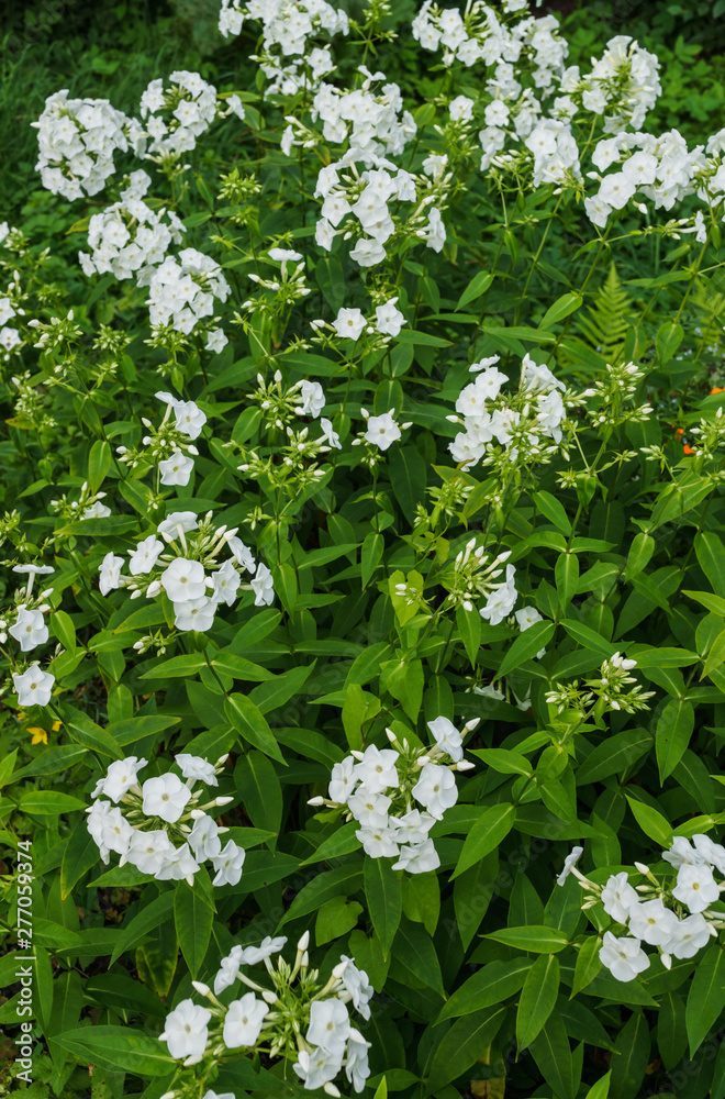 Branches of white phlox flowers with a garden in the village. Summer ...