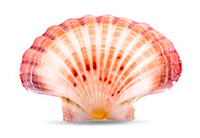 Ocean Clam Shell Free Stock Photo - Public Domain Pictures