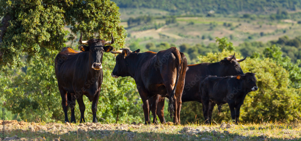 COWS OR CATTLE (Bos taurus o Bos primigenius taurus), Campanarios de ...