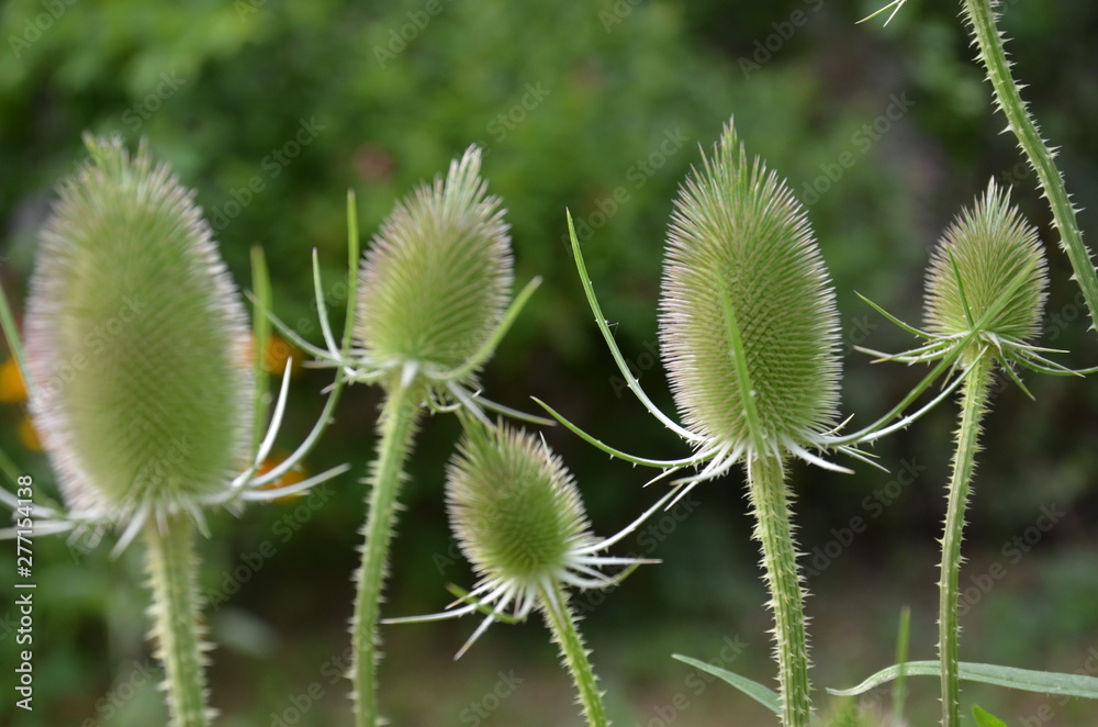 roślin, charakter, zieleń, kwiat, kaktus, feuille, jardin, drzew, flora ...