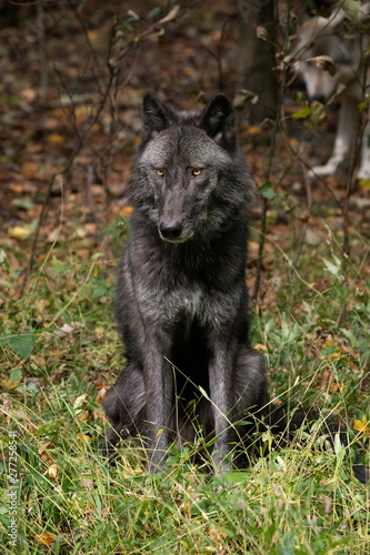Beautiful Timber Wolf (also known as a Gray Wolf or Grey Wolf) sitting ...