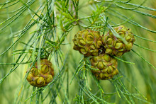 Casuarina Tree Seed Pods Free Stock Photo - Public Domain Pictures