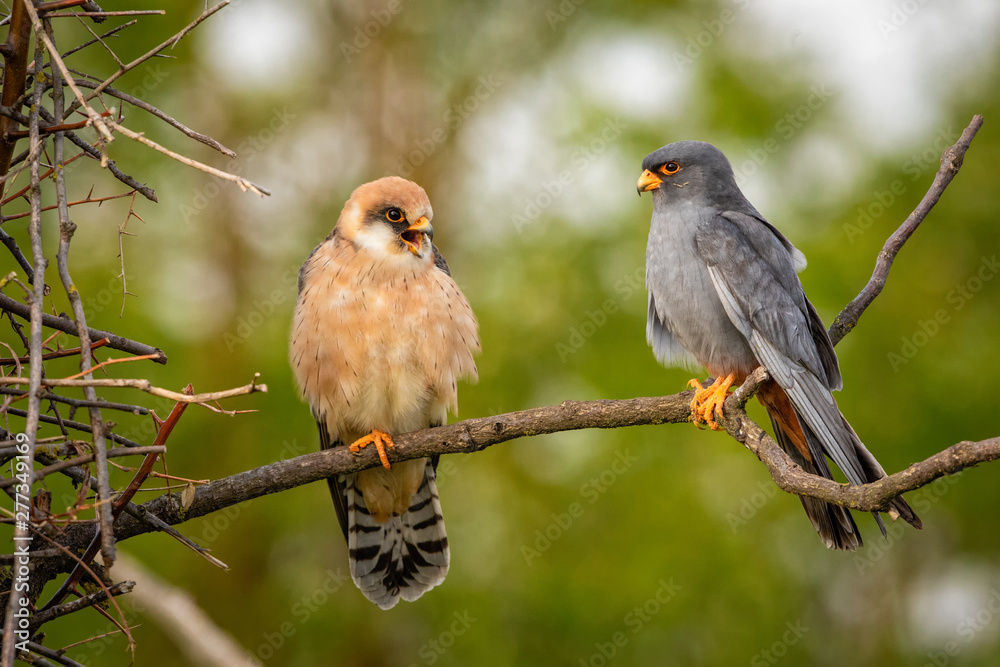 Couple of Western Red-footed falcons perched on branch next to an old ...