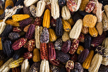 Colorful Corn Free Stock Photo - Public Domain Pictures