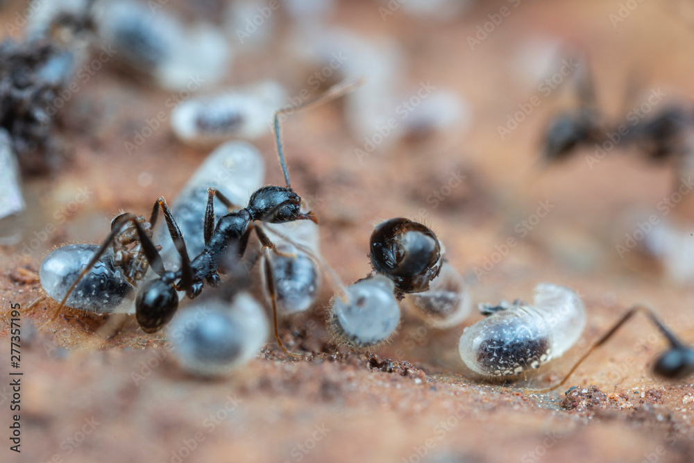 Inside a nest of Pheidole big-headed ants, with pupae, larvae and eggs ...