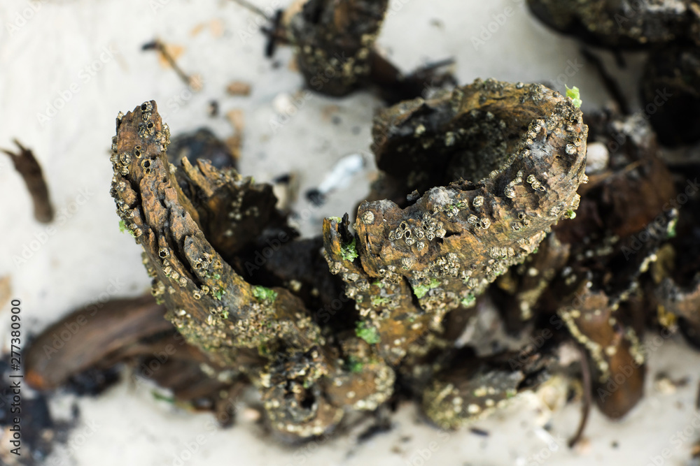 Hermit crabs sitting on driftwood and tree trunks at the beach with ...