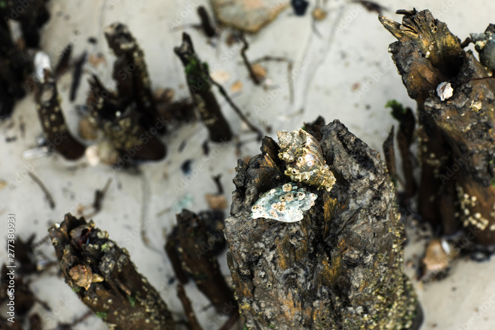 Hermit crabs sitting on driftwood and tree trunks at the beach with ...