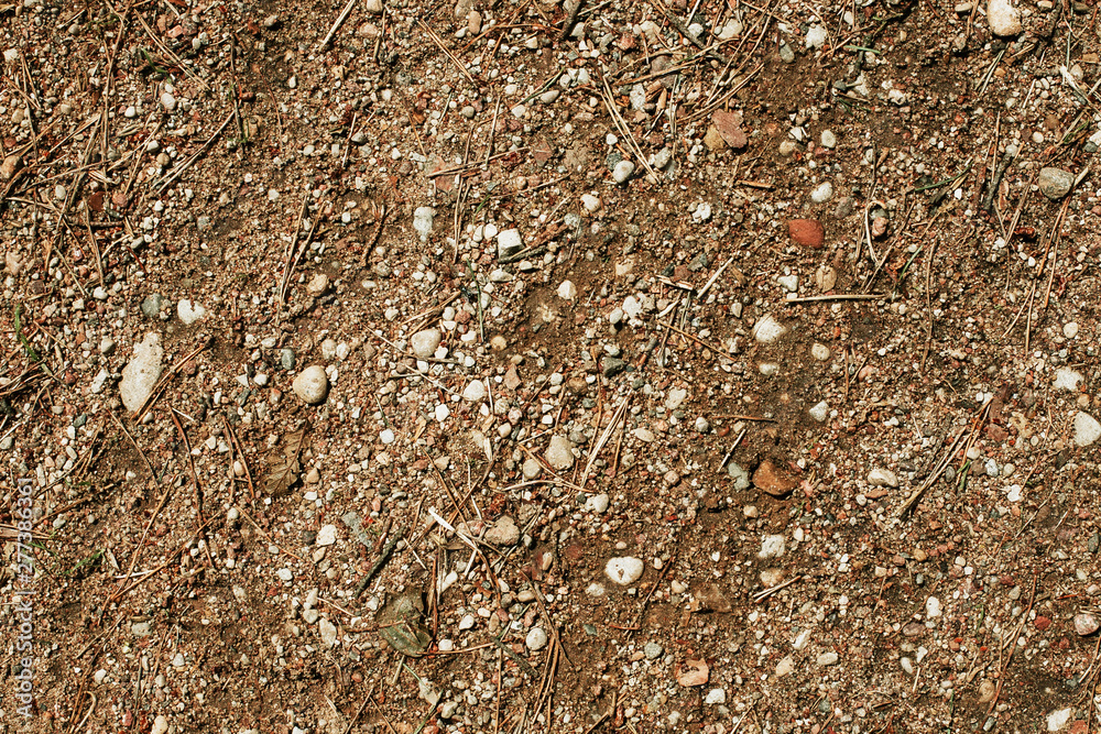 Sandy and rocky forest ground texture. Stock Photo | Adobe Stock
