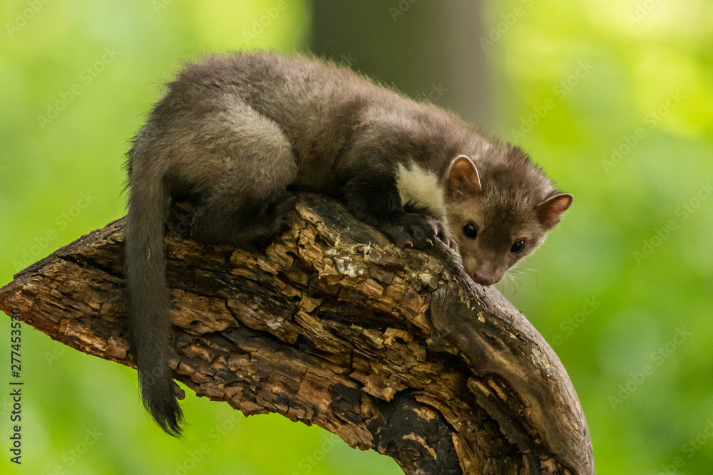 Stone marten, Martes foina, with clear green background. Beech marten ...