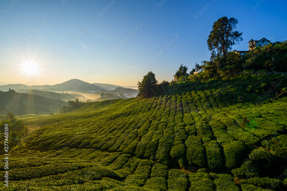 Beautiful view of tea plantation during sunrise in Cameron Highlands, Malaysia Stock Photo ...