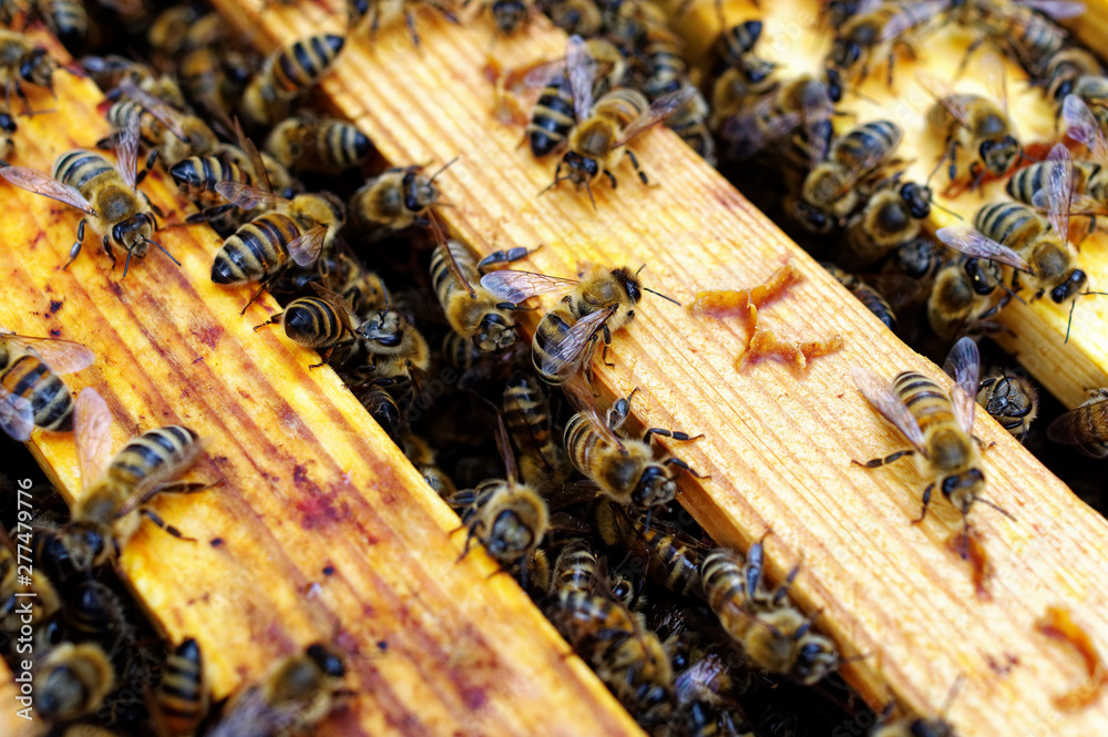 Bienenstöcke eines Imkers bei der Pflege der Bienen mit Waben und ...