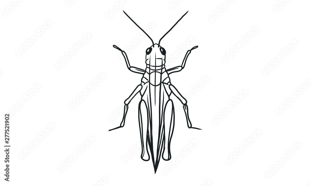 Vector lineart illustration of grasshopper on white background, hand ...
