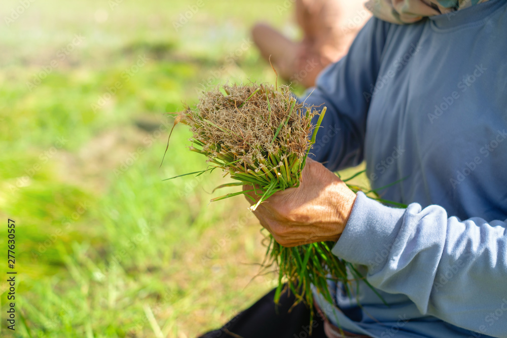 working hands on rice field with rice uprooting for farming and showing ...