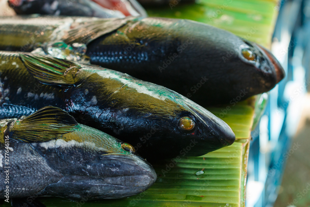 Channa micropeltes,giant snakehead or giant mudfish (Channa micropeltes ...