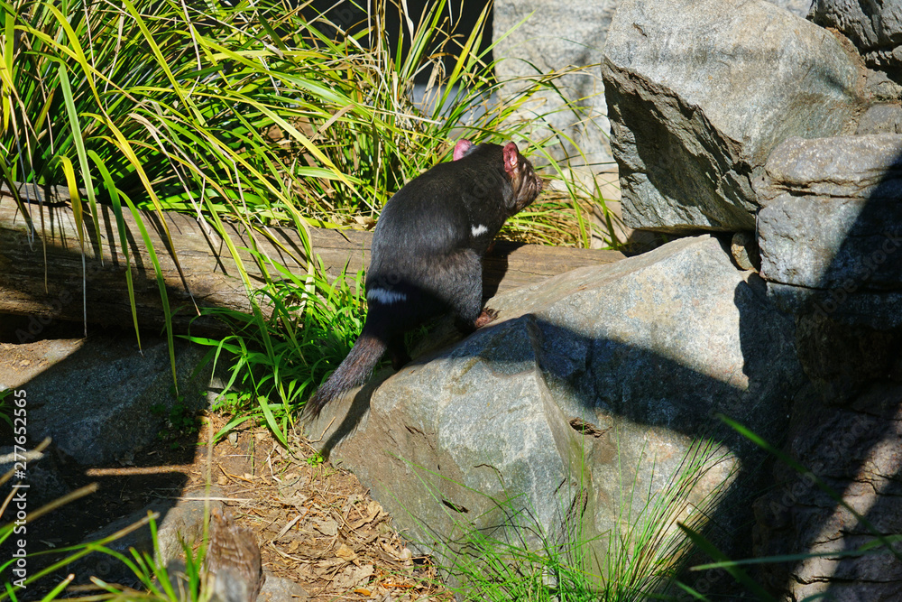 View of a Tasmanian devil (Sarcophilus harrisii), a carnivorous ...