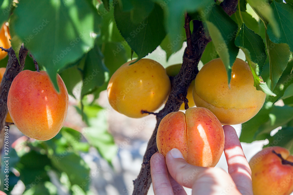 Someone’s hand is picking, plucking large ripe orange apricot from ...