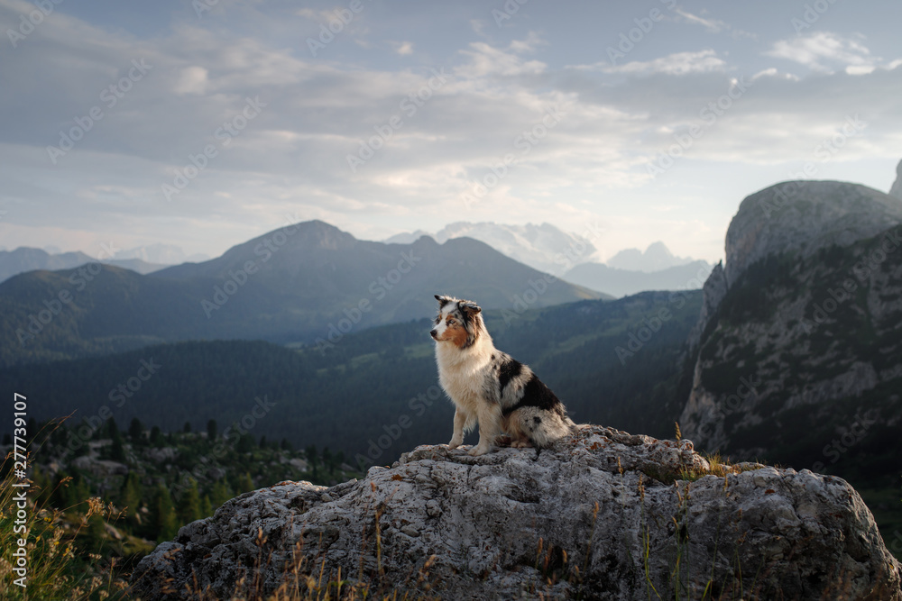 dog on the mountain at sunset. Travelling with a pet, Hiking ...