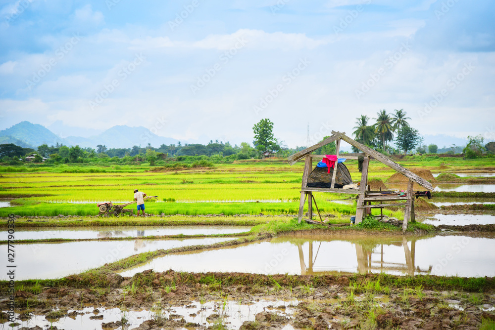 Farmer working plow farmland walking Tractor on rice field prepared for ...