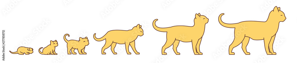 Stages of cat growth set. From kitten to adult cat. Animal pets. Pussy ...