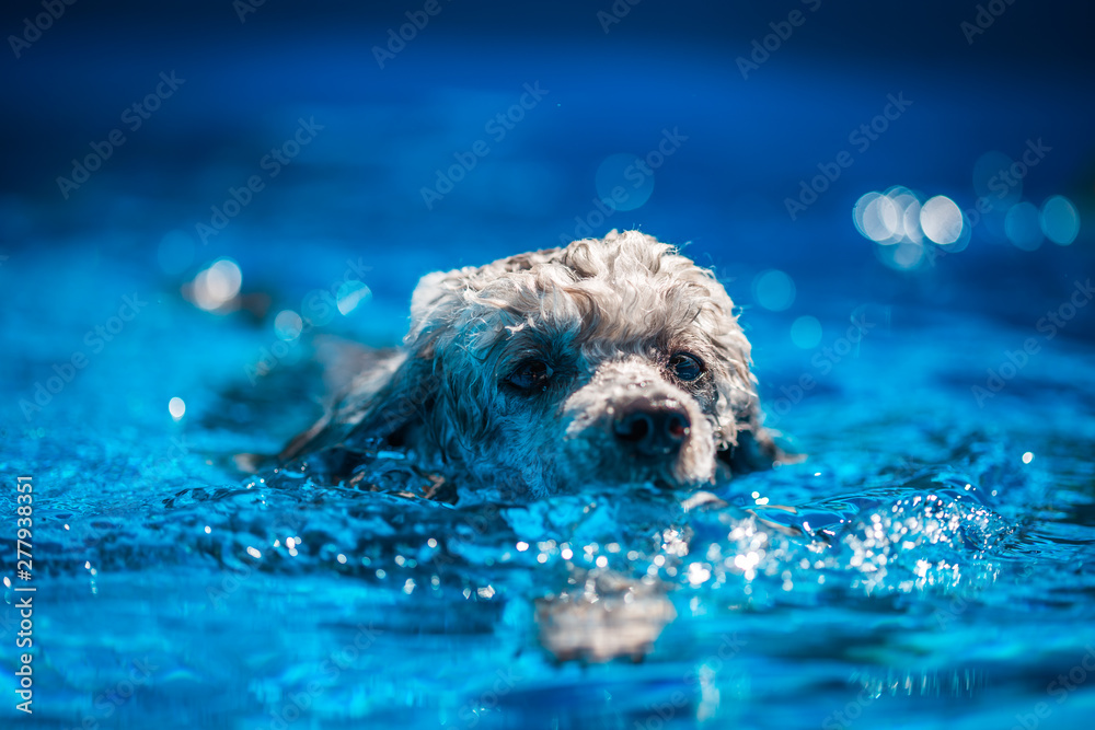 Cute grey poodle toy swimming in the pool in the summer day. Stock ...