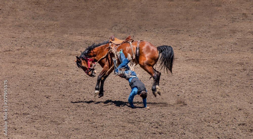Bronco Riding at the rodeo, A cowboy is trying to ride a roan colored ...
