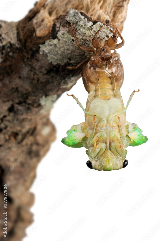 Cicada metamorphosis (lat. Cicadidae). Last molt - turning into an ...