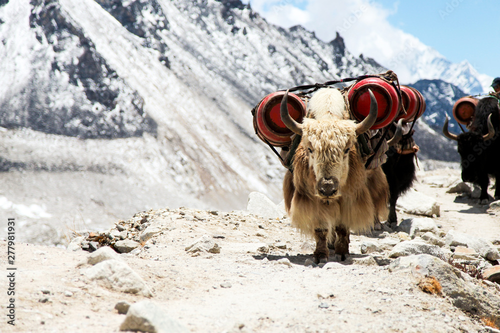 White Yak carrying goods along the route to Everest Base Camp in the ...